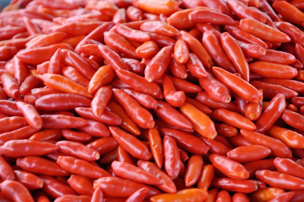 Chiles de Nicaragua – Expertos en producción y exportación de Chile Tabasco